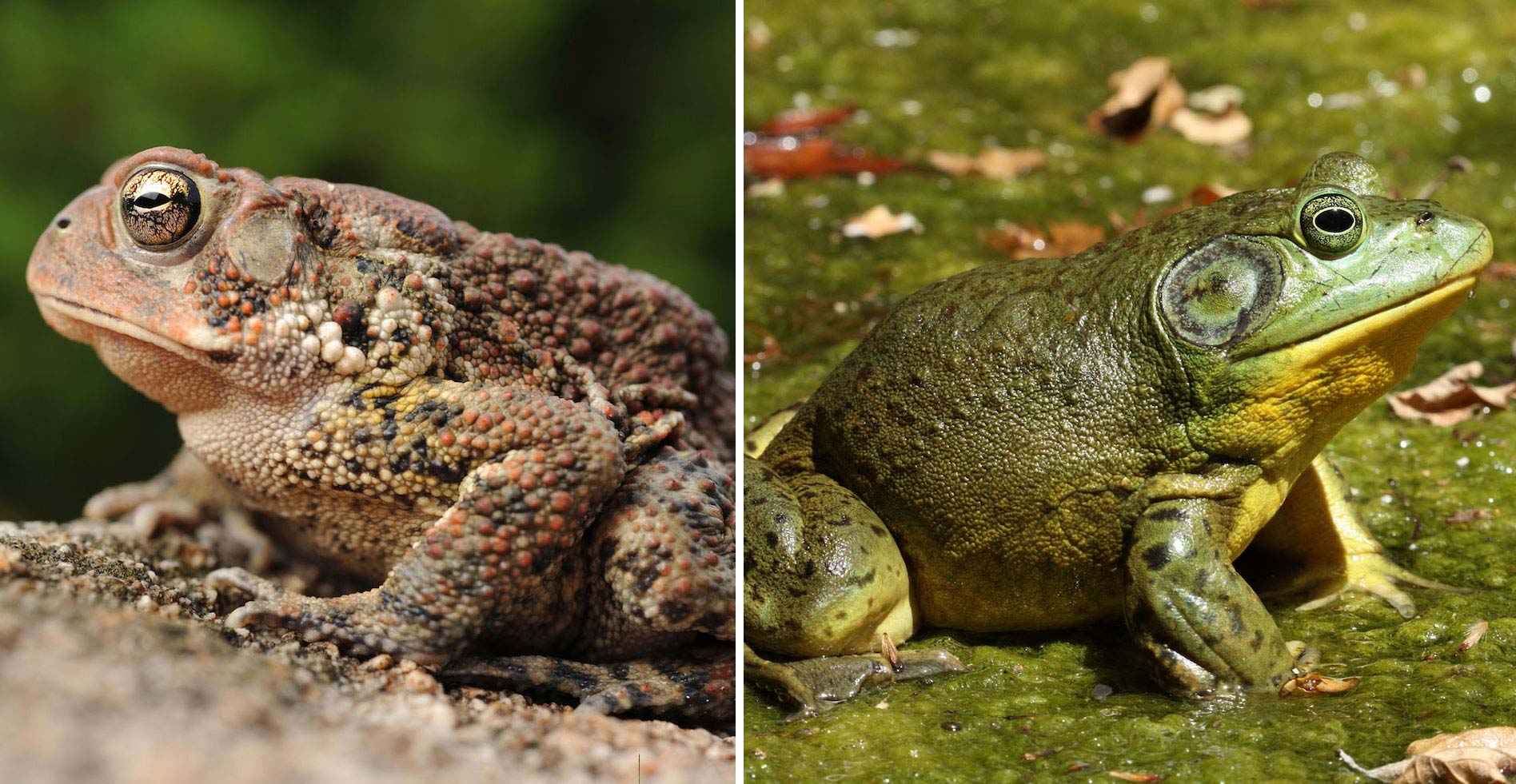 Grenouilles, crapauds, salamandres : l'univers fascinant de la ...