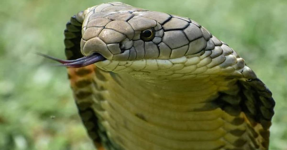 Quel serpent tue le plus rapidement ? Découvrez les serpents aux ...