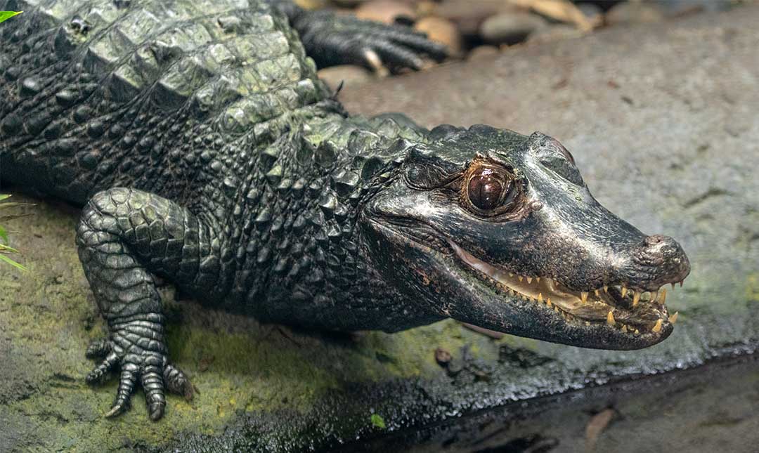 Caiman : ce redoutable cousin du crocodile cache bien des secrets ...