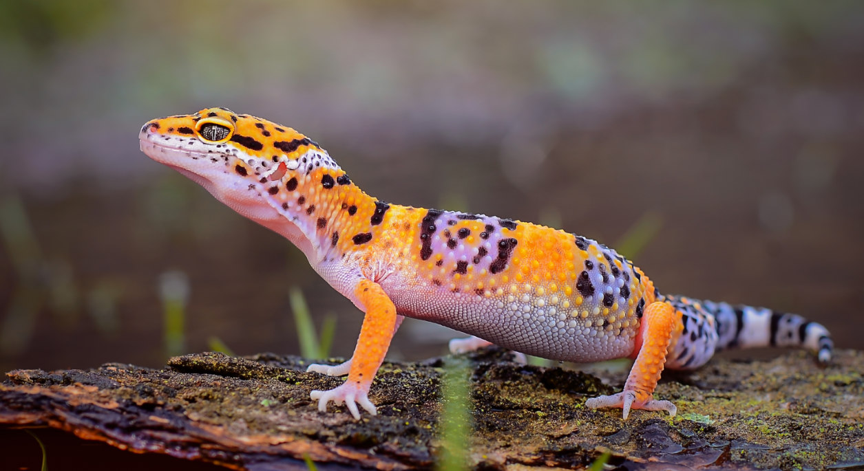 Gecko en France : 7 faits surprenants sur ce reptile qui remonte vers ...